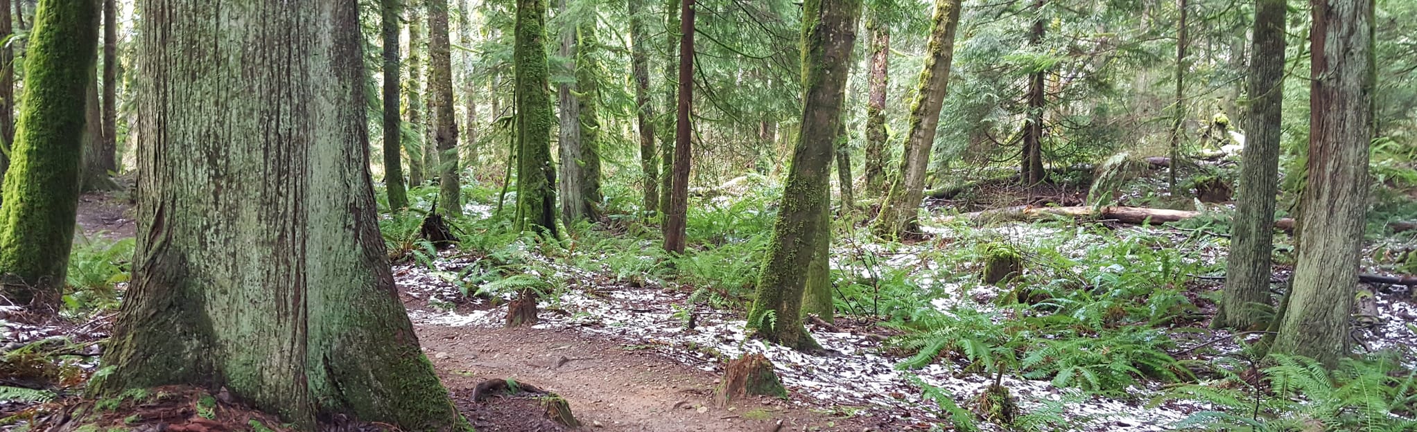 Coal Mine Loop Trail and Flowing Fir Loop, Washington - 395 Reviews ...