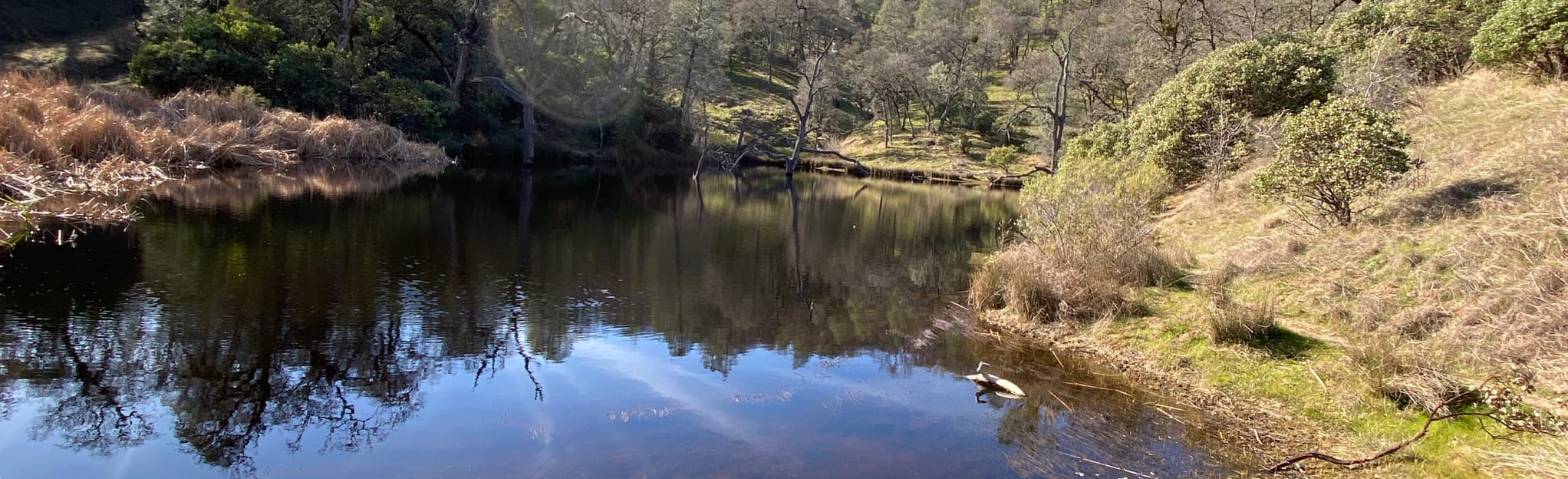 Middle Ridge Trail, California - 128 Reviews, Map | AllTrails