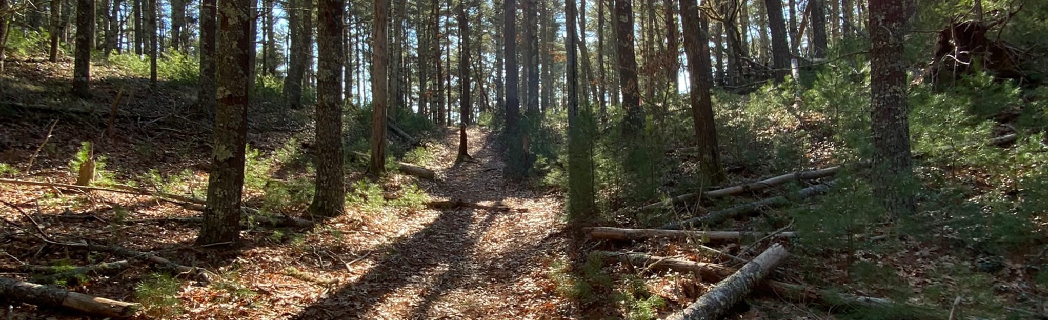Grassy Nook Pond Loop, Massachusetts - 167 Reviews, Map | AllTrails
