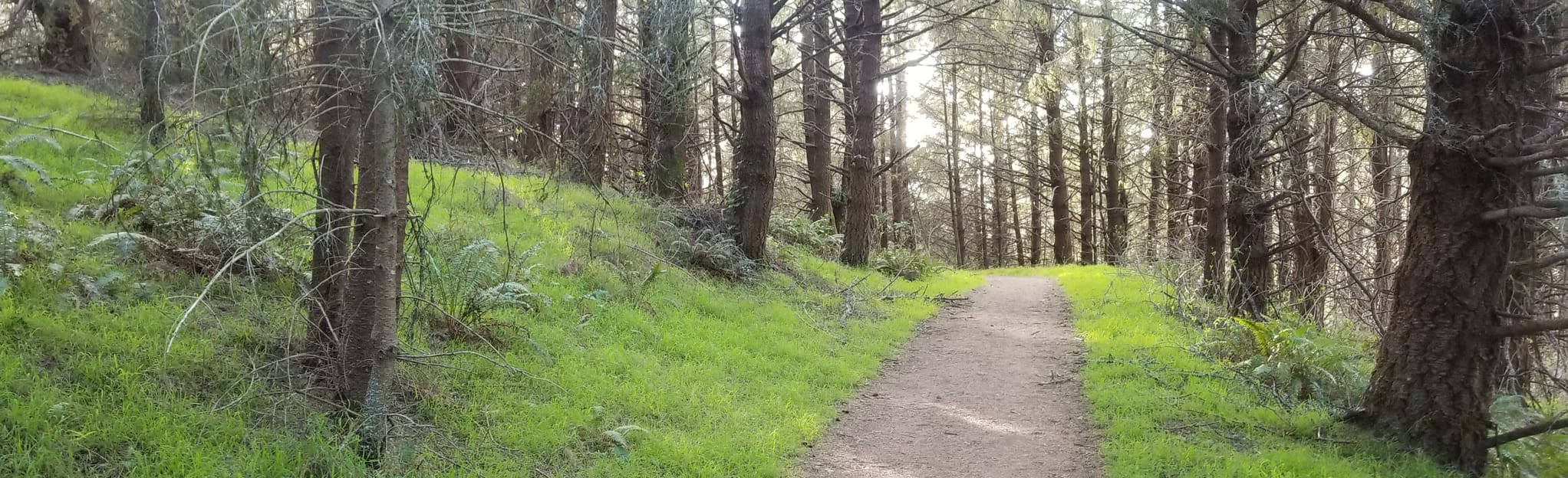 Sky Trail and Bear Valley Loop: 653 Reviews, Map - California | AllTrails