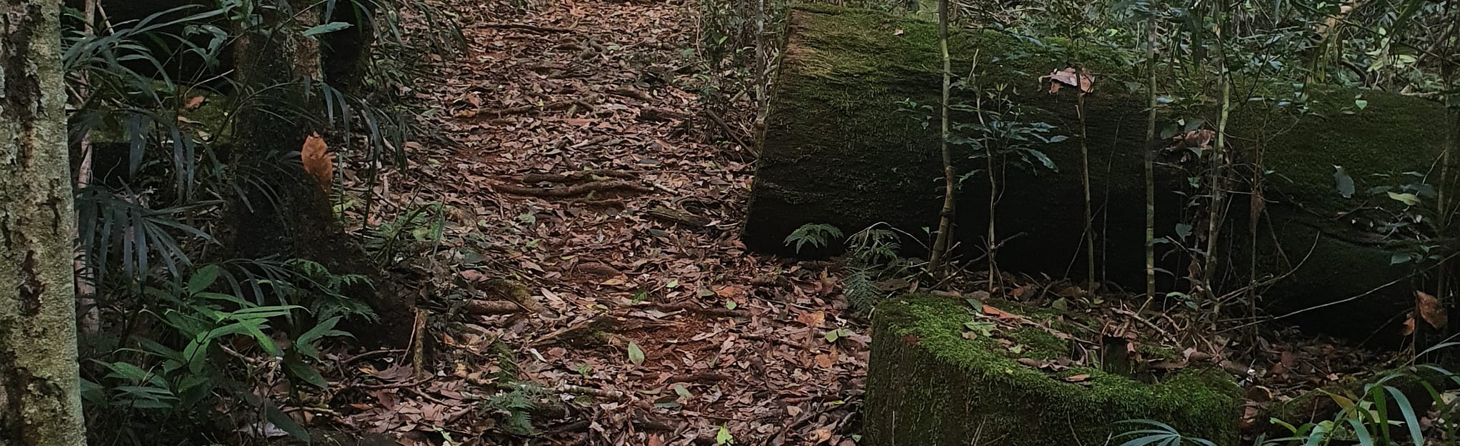 Orara East Rainforest Loop: 33 Reviews, Map - New South Wales ...