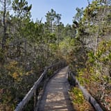 Pygmy Forest Discovery Trail, California - 116 Reviews, Map | AllTrails