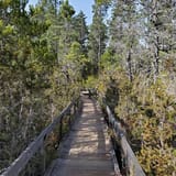 Pygmy Forest Discovery Trail, California - 101 Reviews, Map | AllTrails
