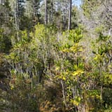 Pygmy Forest Discovery Trail, California - 101 Reviews, Map | AllTrails