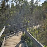 Pygmy Forest Discovery Trail, California - 101 Reviews, Map | AllTrails