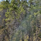 Pygmy Forest Discovery Trail, California - 101 Reviews, Map | AllTrails