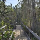 Pygmy Forest Discovery Trail, California - 101 Reviews, Map | AllTrails