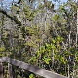 Pygmy Forest Discovery Trail, California - 101 Reviews, Map | AllTrails