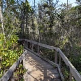 Pygmy Forest Discovery Trail, California - 101 Reviews, Map | AllTrails