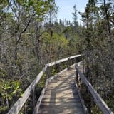 Pygmy Forest Discovery Trail, California - 101 Reviews, Map | AllTrails