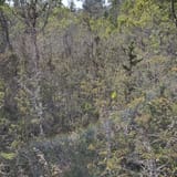 Pygmy Forest Discovery Trail, California - 101 Reviews, Map | AllTrails