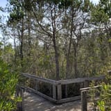 Pygmy Forest Discovery Trail, California - 101 Reviews, Map | AllTrails