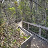 Pygmy Forest Discovery Trail, California - 101 Reviews, Map | AllTrails