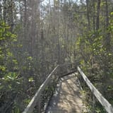 Pygmy Forest Discovery Trail, California - 101 Reviews, Map | AllTrails