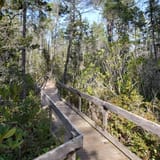 Pygmy Forest Discovery Trail, California - 116 Reviews, Map | AllTrails