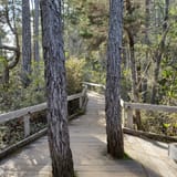 Pygmy Forest Discovery Trail, California - 116 Reviews, Map | AllTrails