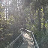 Pygmy Forest Discovery Trail, California - 116 Reviews, Map | AllTrails