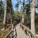 Pygmy Forest Discovery Trail, California - 116 Reviews, Map | AllTrails