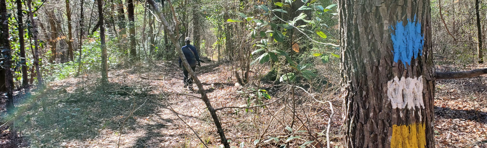 Blue Springs State Park Yellow Loop | Map, Guide - Alabama | AllTrails