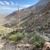 South Franklin Mountain via Ron Coleman Trail, Texas - 397 Reviews, Map ...