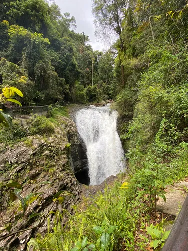 10 Best Hikes and Trails in Springbrook National Park | AllTrails