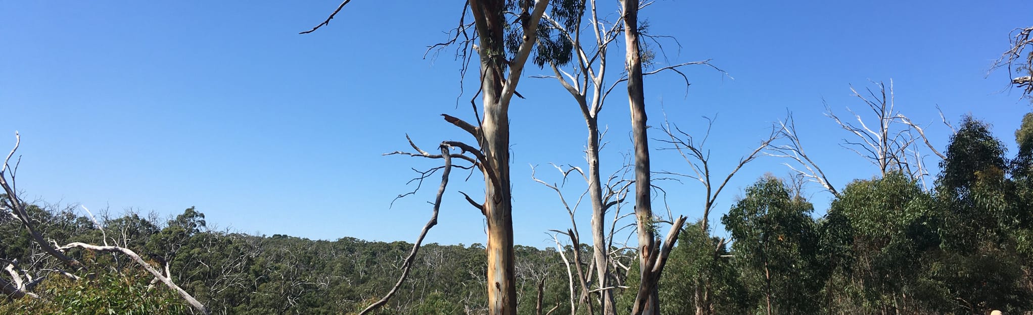 Dolly Creek Loop, Victoria, Australia - 6 Reviews, Map | AllTrails