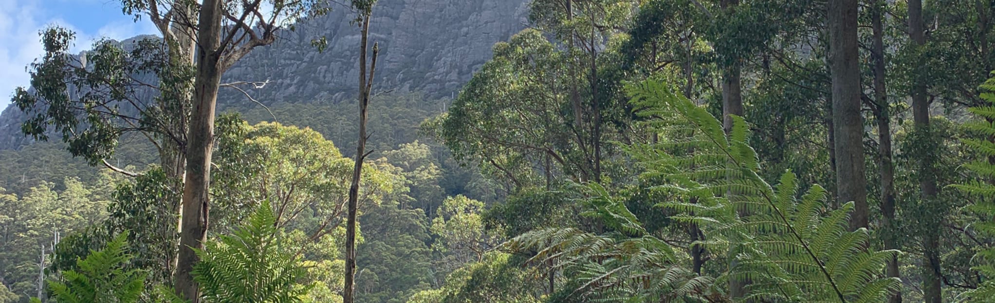 Mount Roland, Tasmania, Australia - 131 Reviews, Map | AllTrails