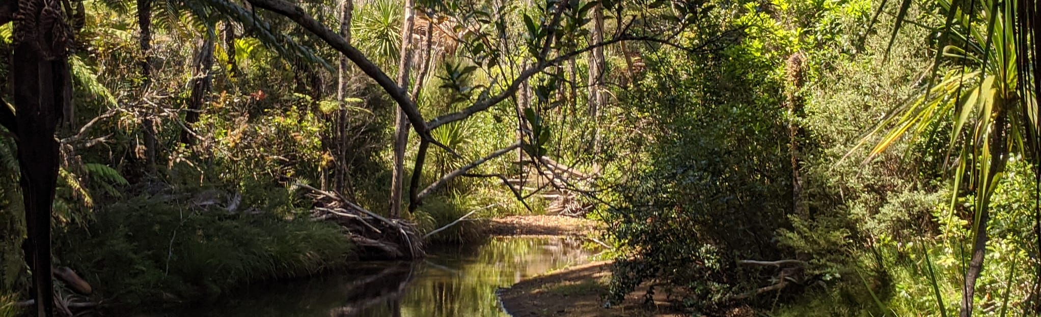Kaitoke Hotpools Track, Auckland, New Zealand - 31 Reviews, Map | AllTrails