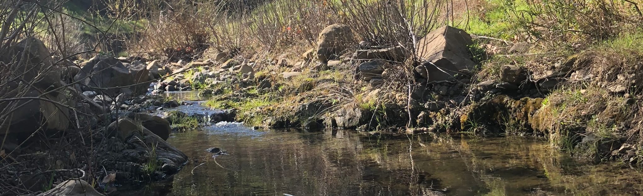 Curry Canyon Trail: 91 Reviews, Map - California | AllTrails