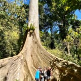 Tokun Big Tree - Tokun Hill, Penang, Malaysia - 40 Reviews, Map | AllTrails