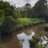 Bulimba Creek Loop, Queensland, Australia - 156 Reviews, Map | AllTrails