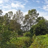 Bulimba Creek Loop, Queensland, Australia - 156 Reviews, Map | AllTrails