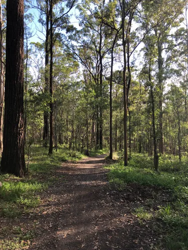 10 Best Hikes and Trails in Daisy Hill Conservation Park | AllTrails