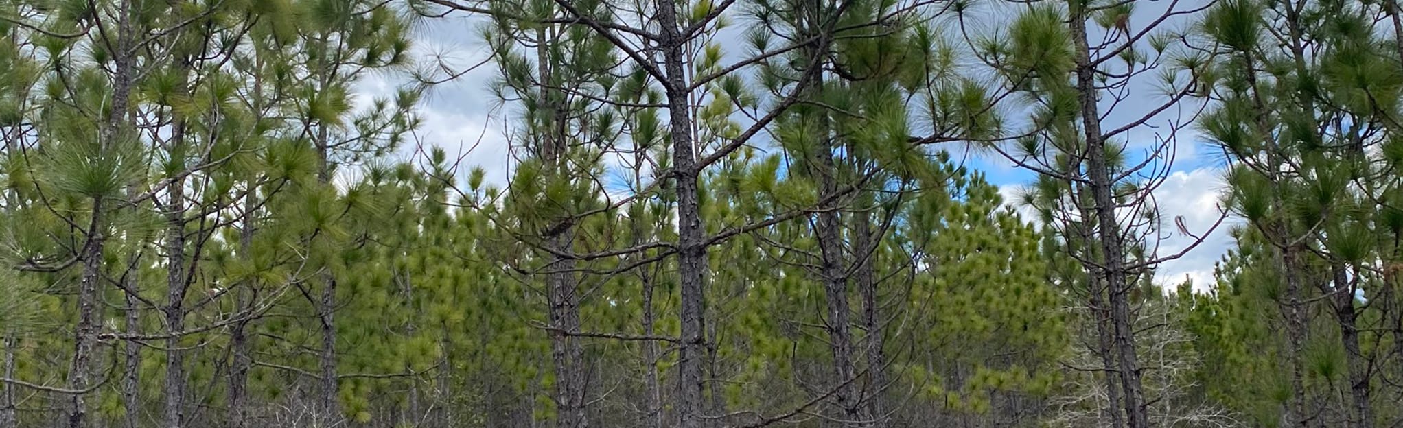 NMB Nature Trail, South Carolina - 292 Reviews, Map | AllTrails