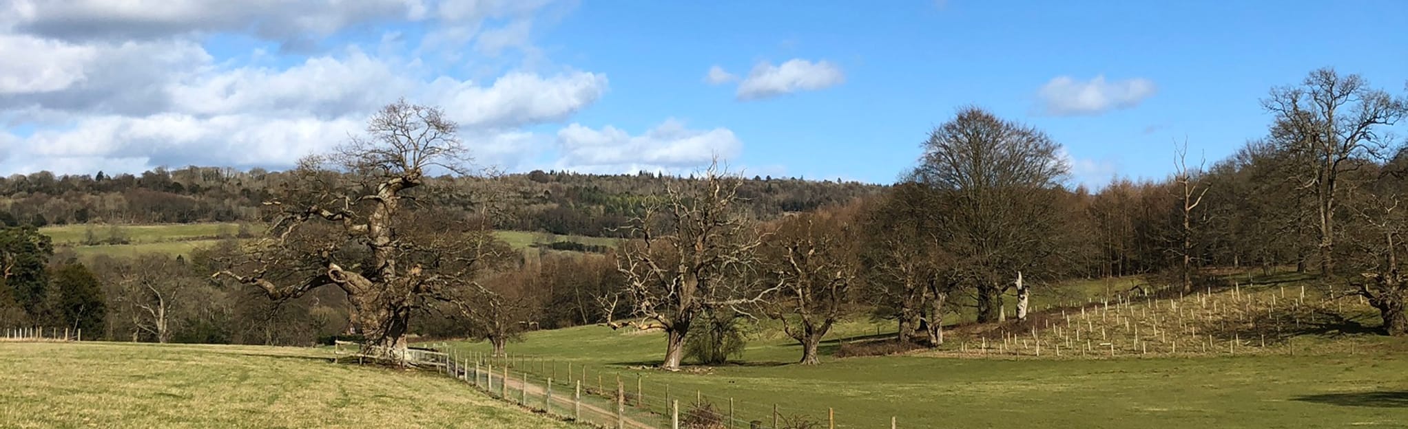Ducks and Hens: The Shere and Shamley Green Cafe Walk, Surrey, England ...