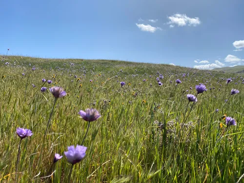 Best Hikes and Trails in Wind Wolves Preserve | AllTrails