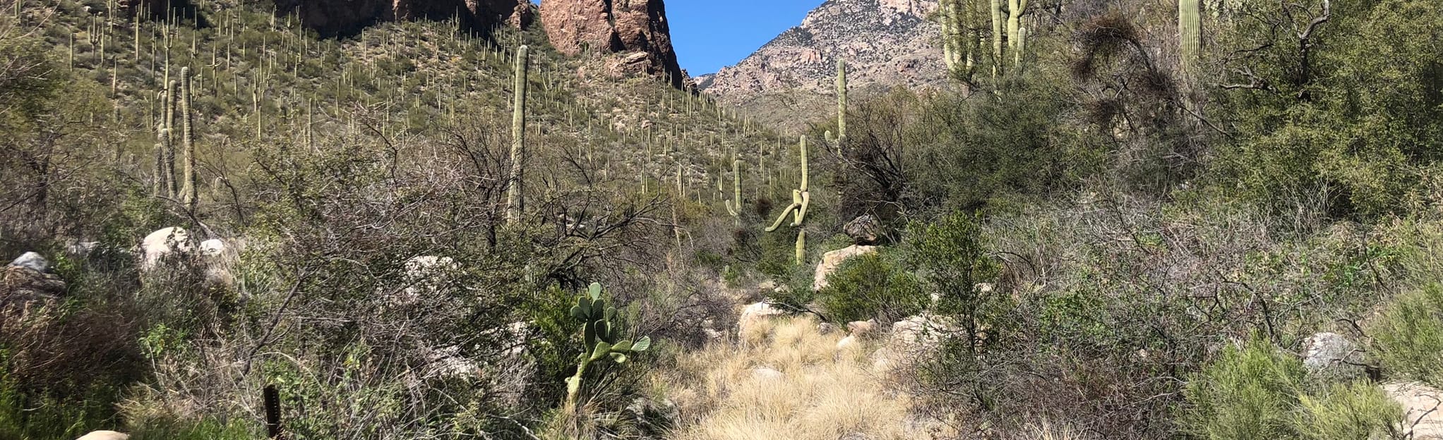 Mount Kimball via Ventana Canyon, Arizona - 28 Reviews, Map | AllTrails
