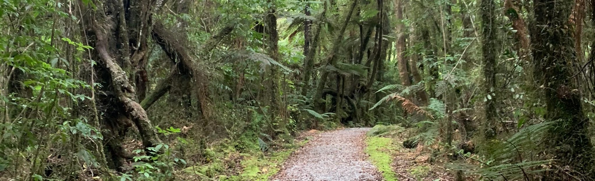 Terrace Walk, West Coast, New Zealand - 40 Reviews, Map | AllTrails