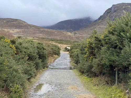 10 Best Forest Trails in Northern Ireland | AllTrails