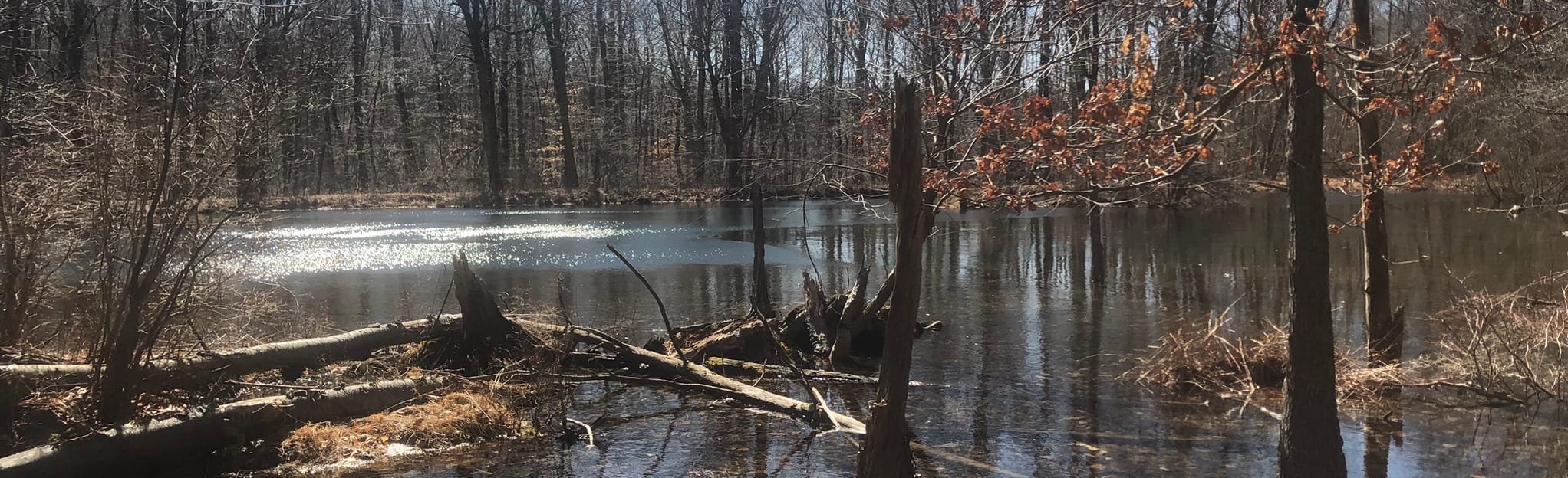 Cranberry Mountain Trail, New York - 210 Reviews, Map | AllTrails