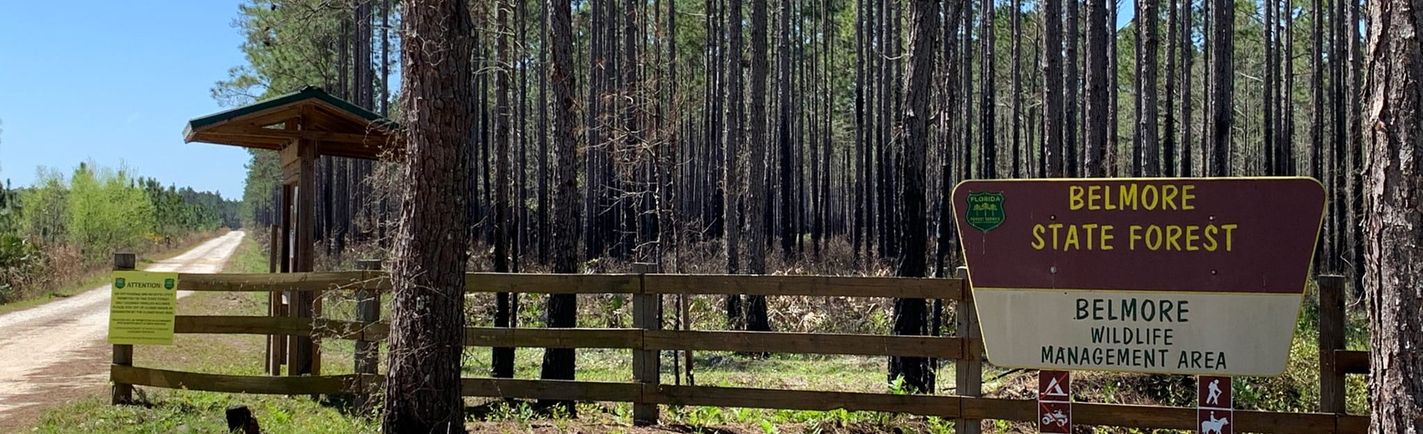 Belmore Forest Trail, Florida - 14 Reviews, Map | AllTrails