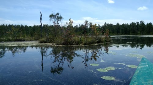 Best Hikes and Trails in Penn State Forest | AllTrails
