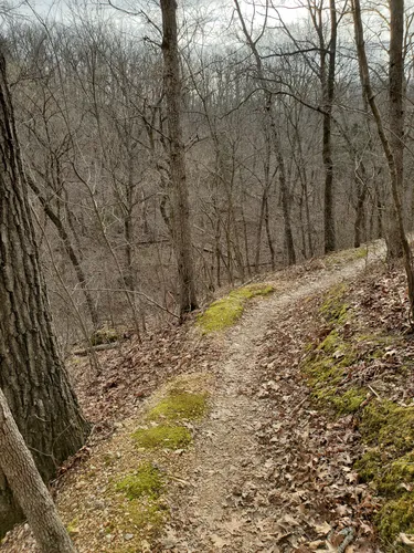 10 Best Easy Trails in Bella Vista | AllTrails