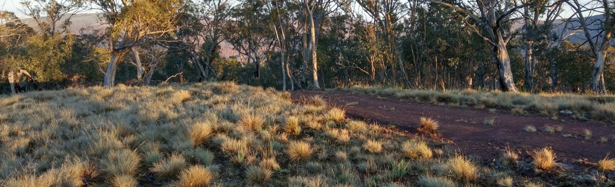 Mount Clear: 4 Reviews, Map - Victoria, Australia | AllTrails