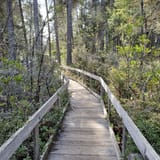 Pygmy Forest Discovery Trail, California - 116 Reviews, Map | AllTrails