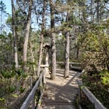 Pygmy Forest Discovery Trail, California - 116 Reviews, Map | AllTrails