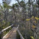 Pygmy Forest Discovery Trail, California - 116 Reviews, Map | AllTrails