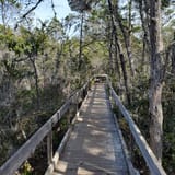 Pygmy Forest Discovery Trail, California - 116 Reviews, Map | AllTrails