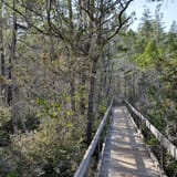 Pygmy Forest Discovery Trail, California - 116 Reviews, Map | AllTrails