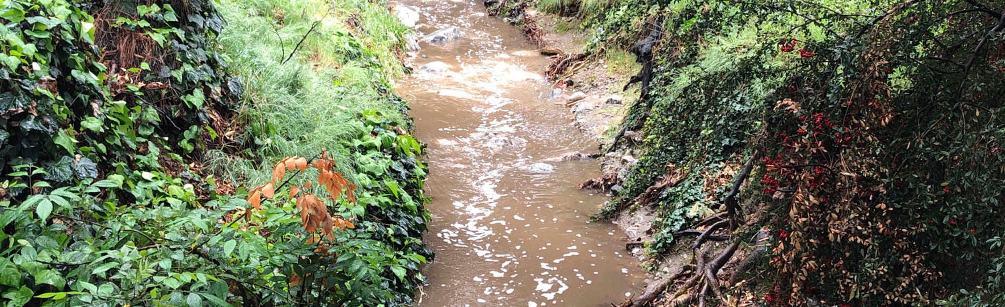 AllTrails | Sylvan Park Trail: 11 Reviews, Map - California